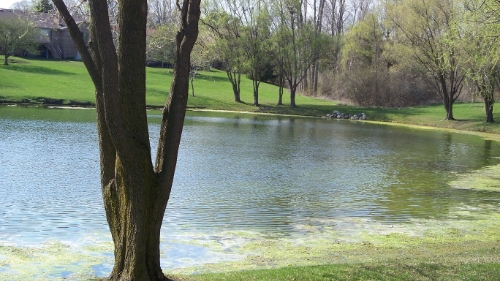 Pond Management - Lake Pro, Inc